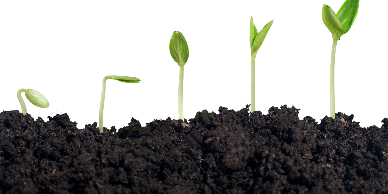 Church Growth